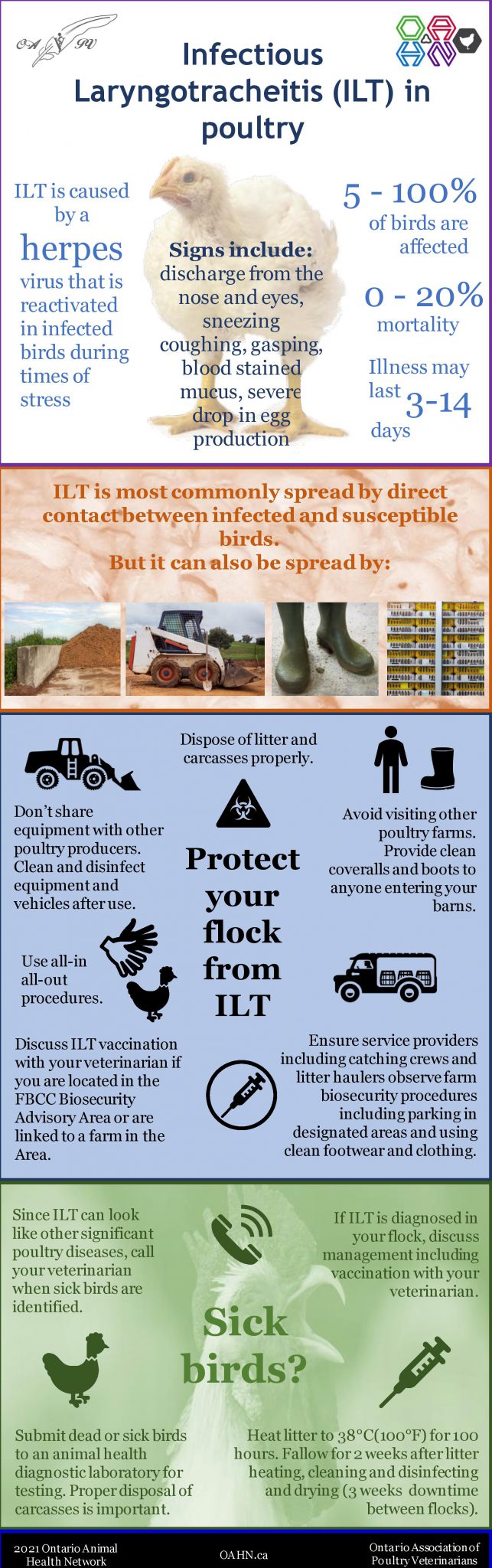 Infectious Laryngotracheitis (ILT) Biosecurity Infographic - Ontario ...
