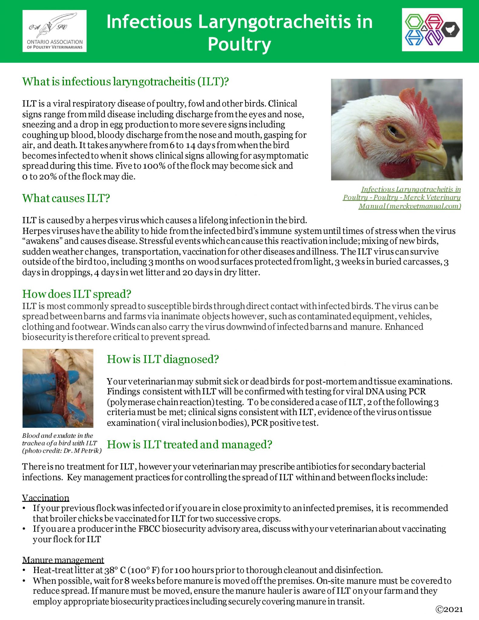 Infectious Laryngotracheitis in Poultry Factsheet - Ontario Animal ...