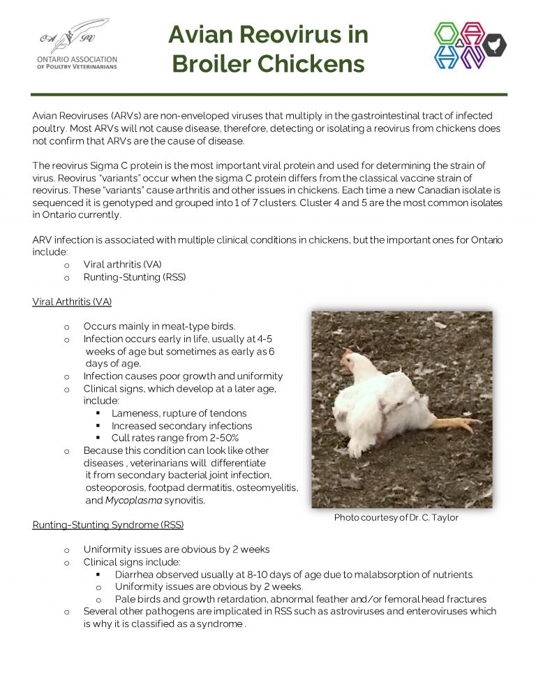 Avian Reovirus in Broiler Chickens - Ontario Animal Health Network
