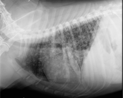 Infosheet: Blastomycosis for Dog Owners - Ontario Animal Health Network