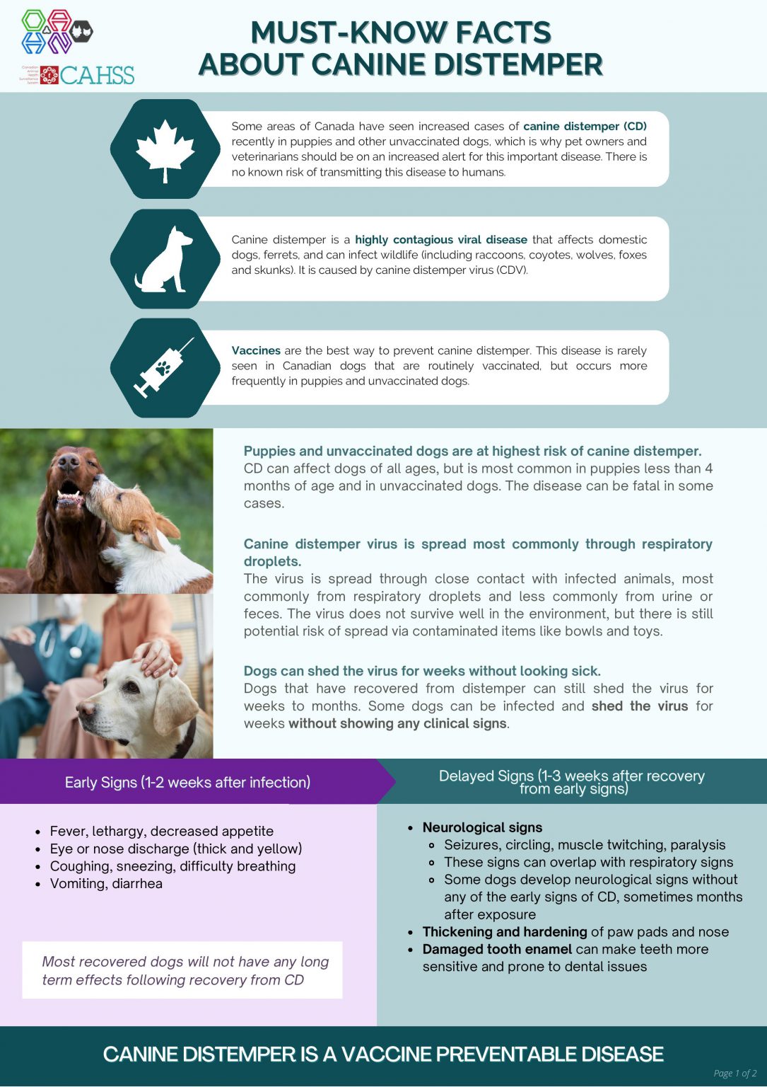 Infographic: Must Know Facts About Canine Distemper - Ontario Animal ...