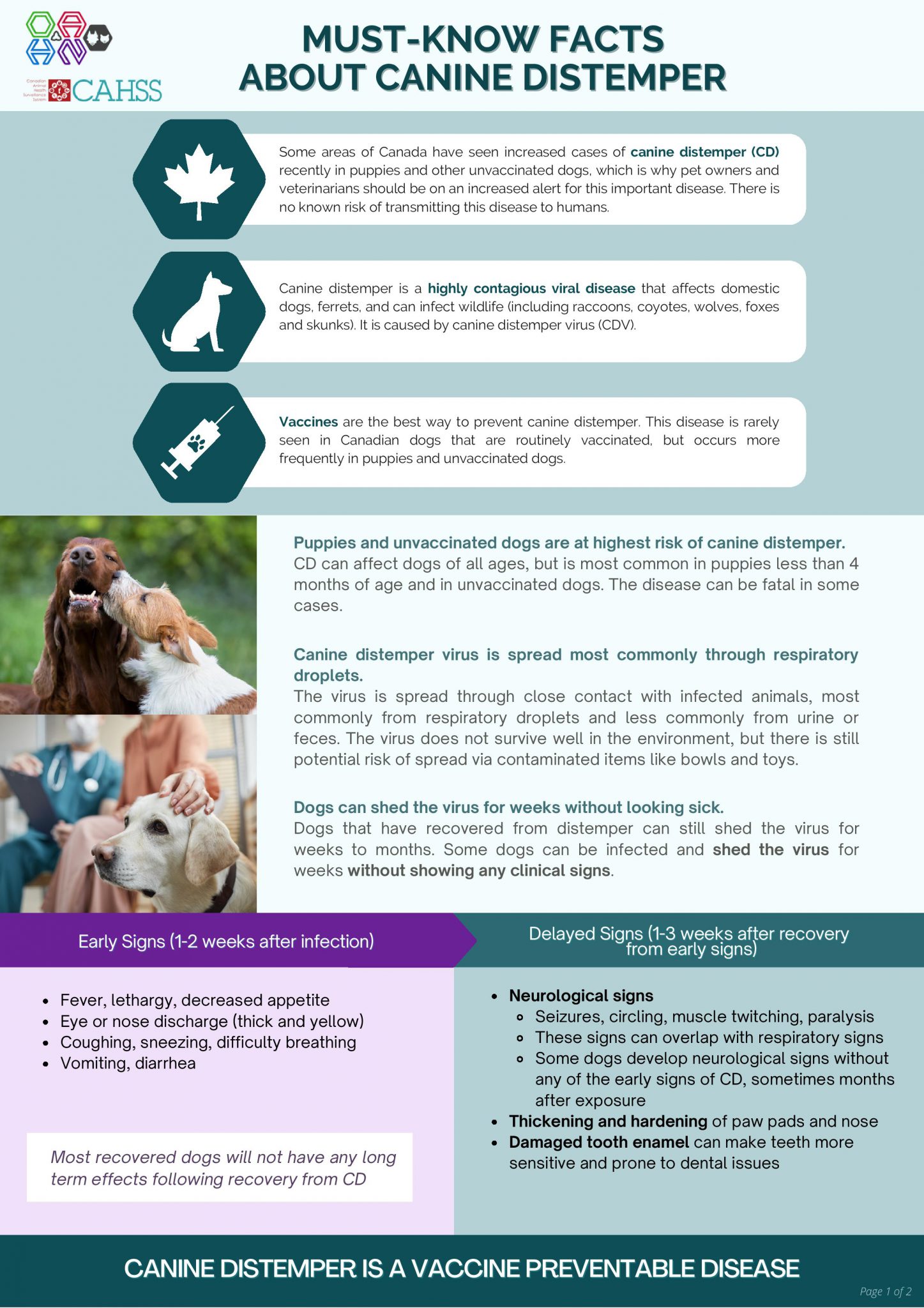 Infographic: Must Know Facts About Canine Distemper - Ontario Animal ...