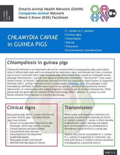Factsheet: Chlamydia Caviae in Guinea Pigs - Ontario Animal Health Network